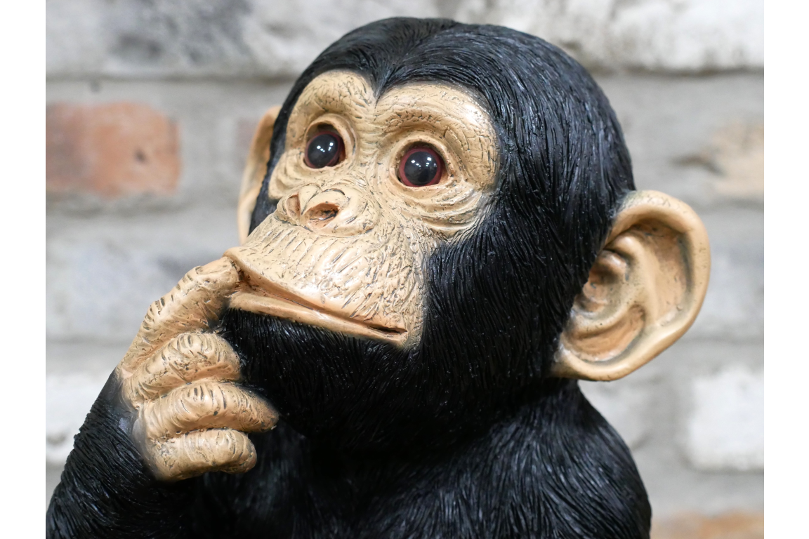 Finger In Mouth Monkey