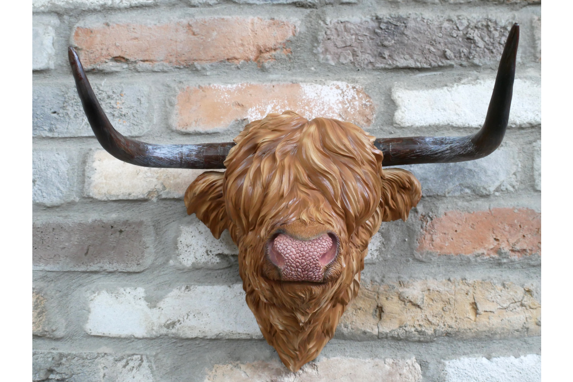 Cow Head