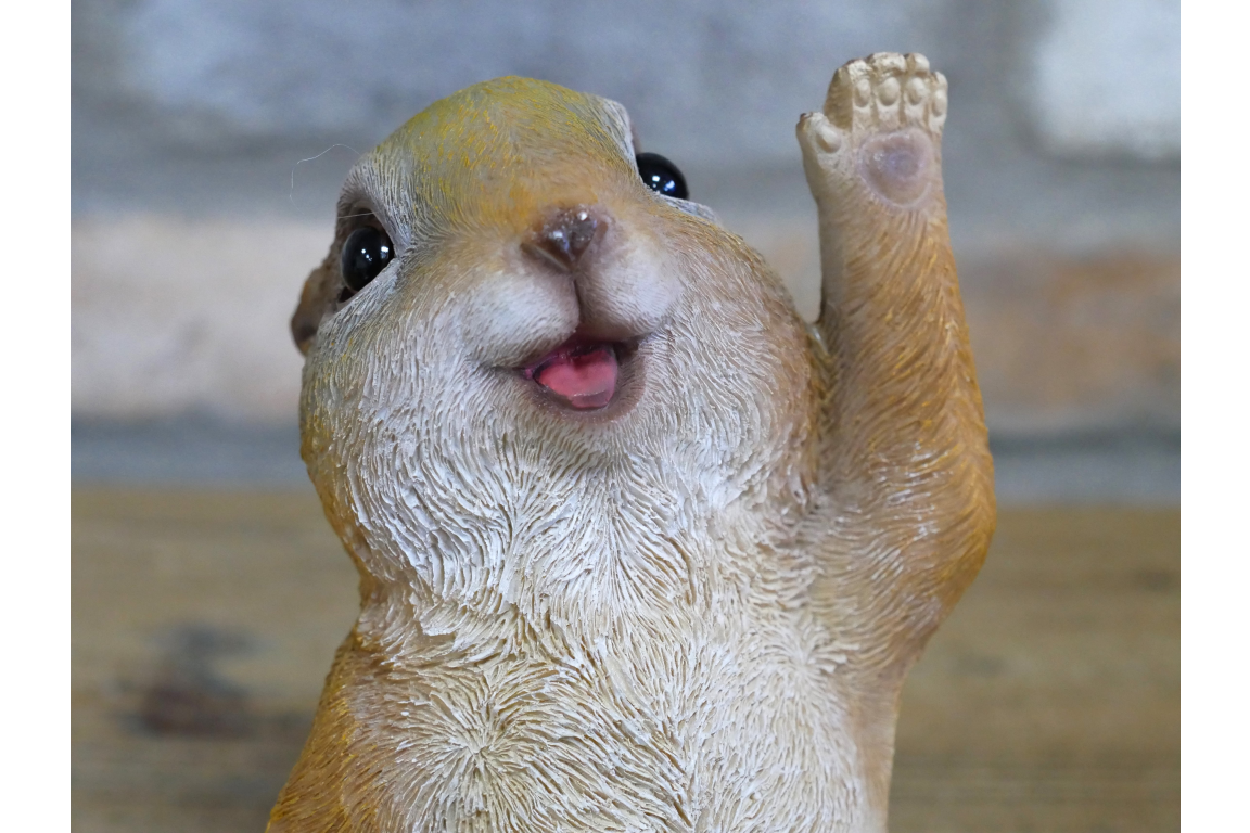 Meerkat