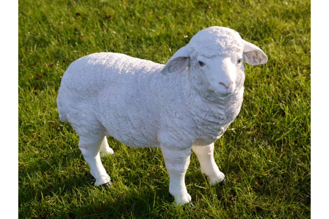 Standing Sheep