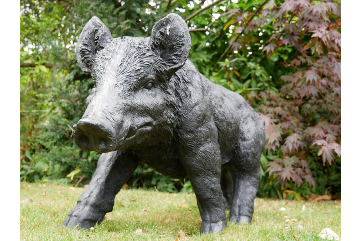 Large Boar