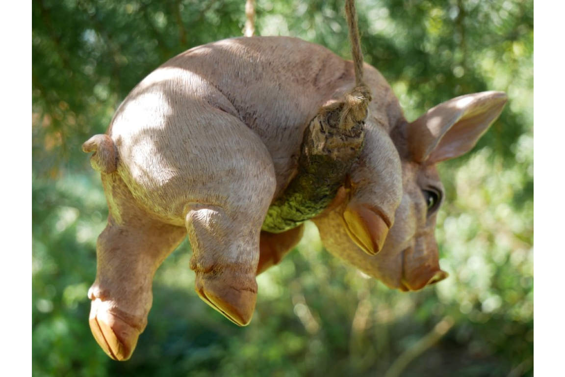 Hanging Pig