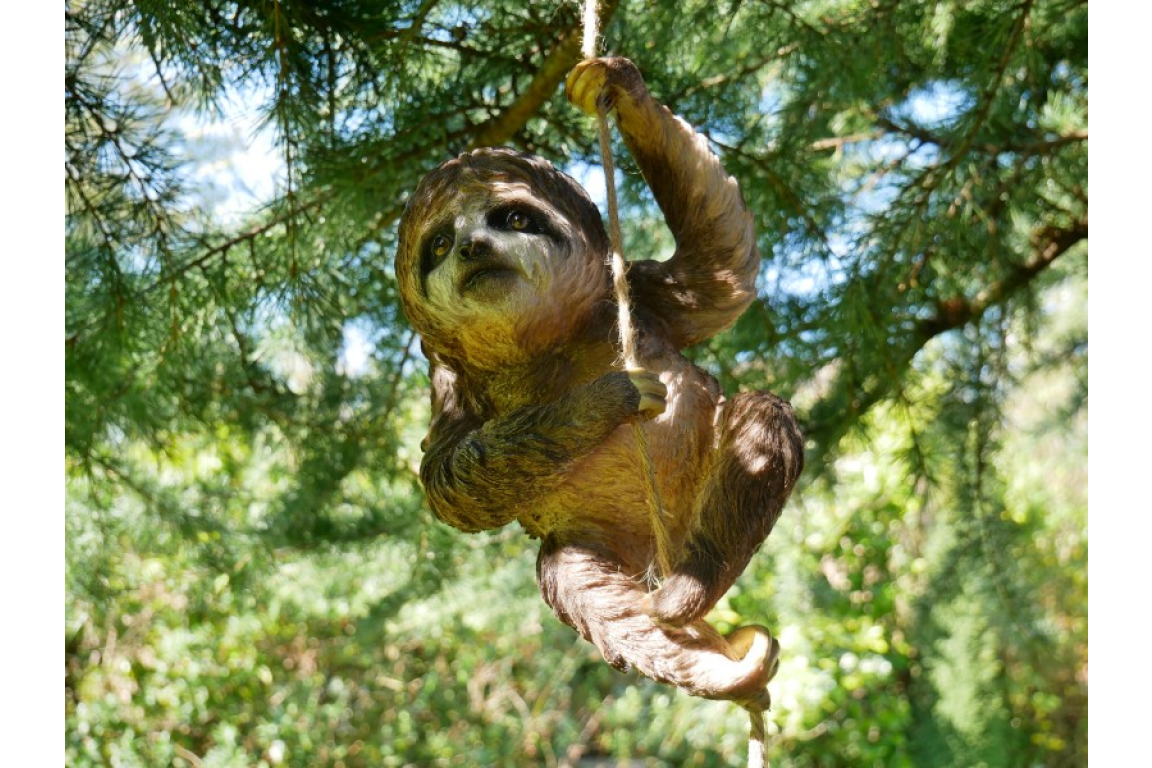 Climbing Sloth