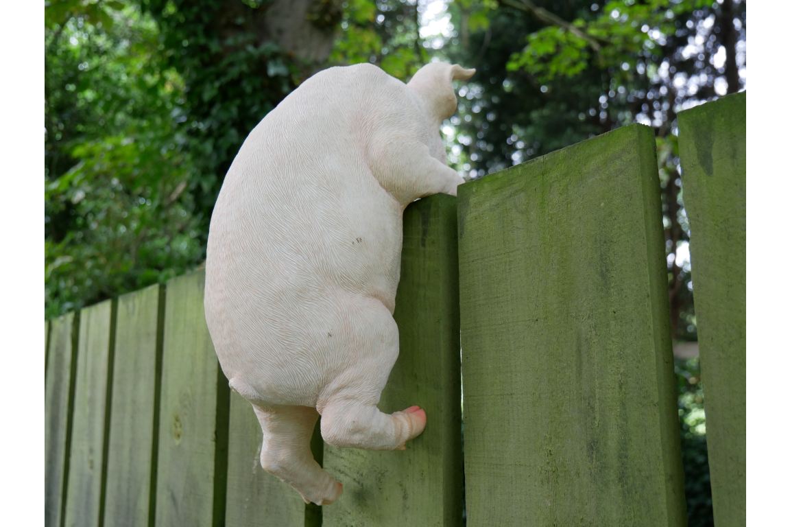 Hanging Pig