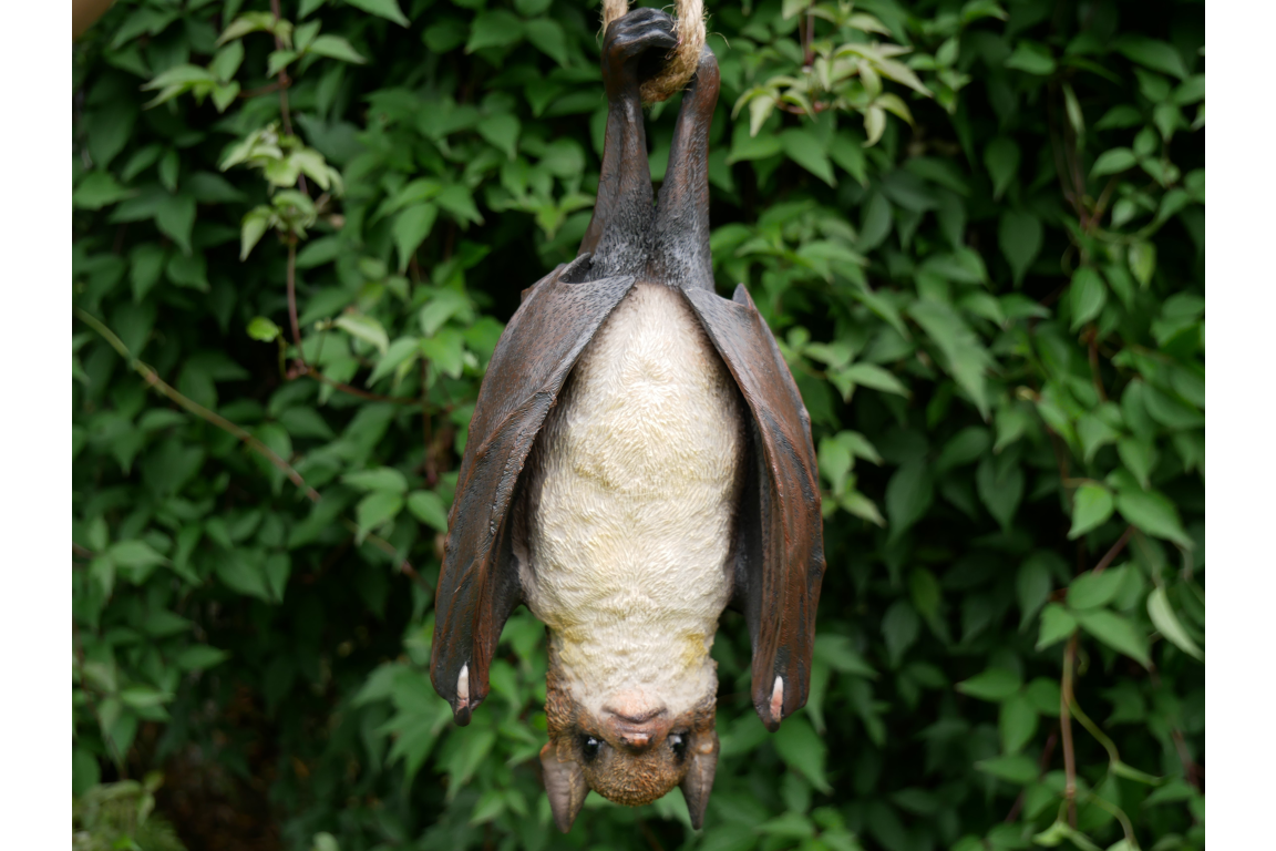 Hanging Bat