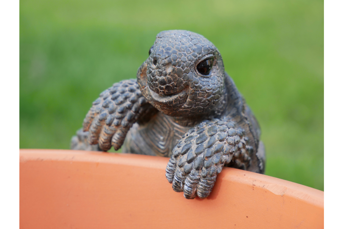 Pot Hanging Tortoise
