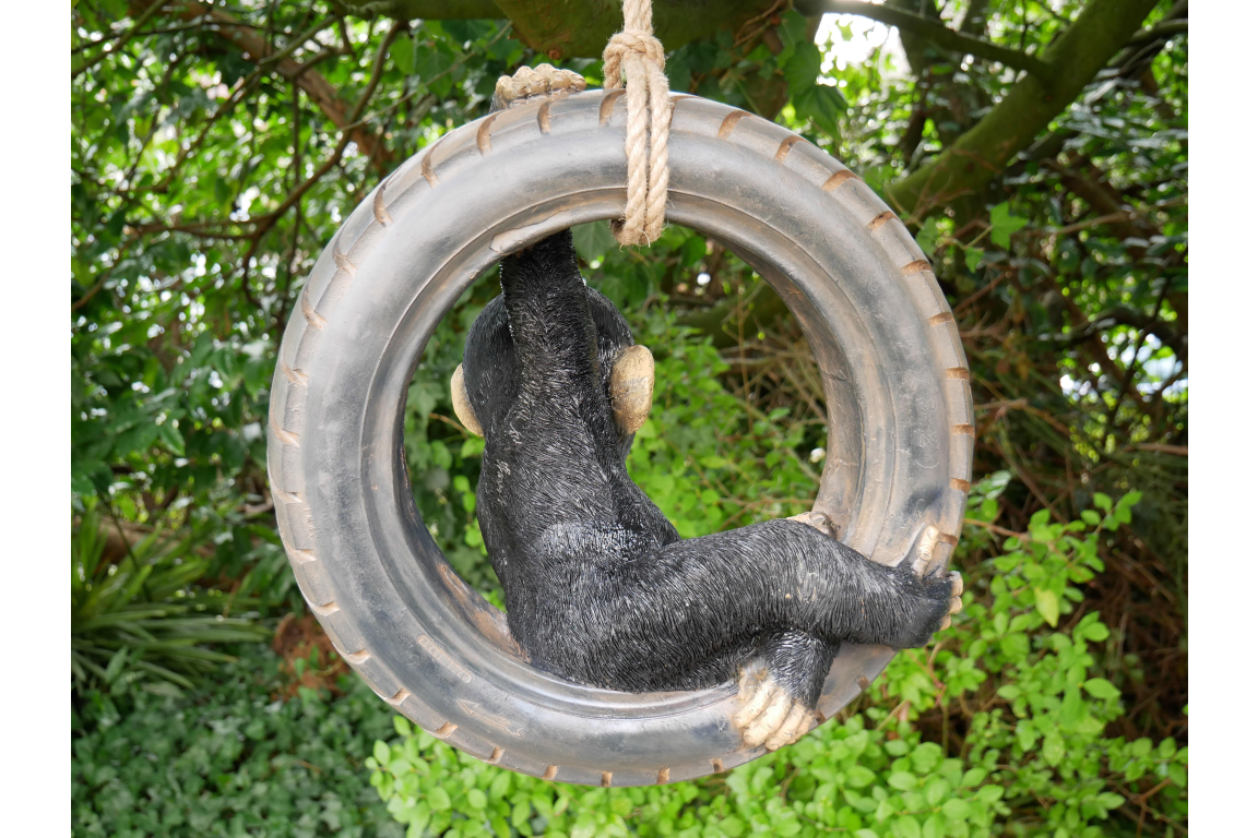 Chimpanzee On Tyre Swing