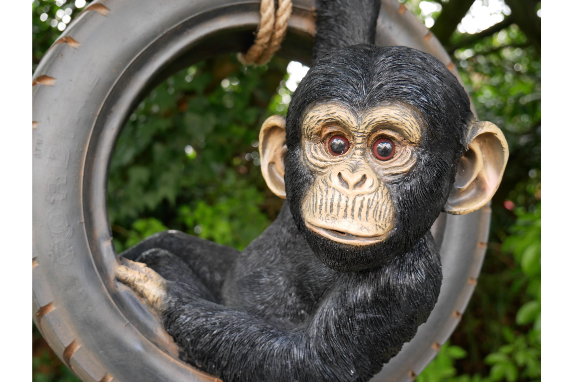 Chimpanzee On Tyre Swing